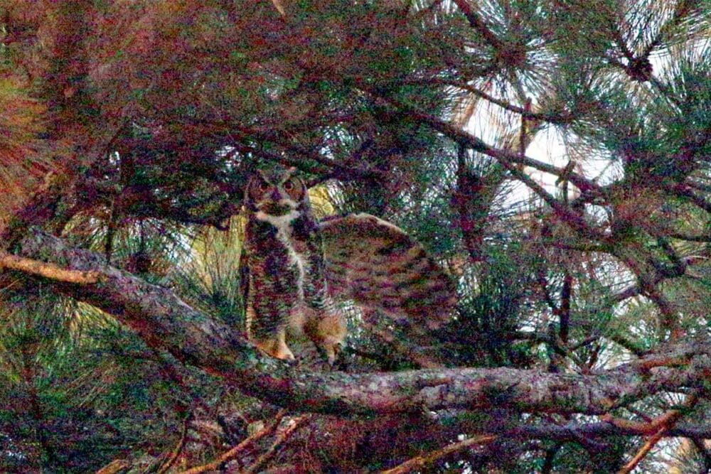 Great Horned Owl On The Ground! - Urban Hawks