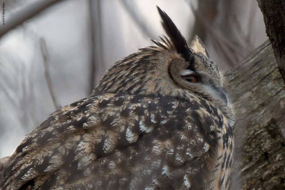 Eurasian Eagle-Owl, Day (and night) 7 - Urban Hawks
