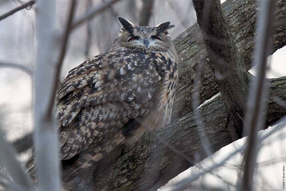 Eurasian Eagle-Owl, Day (and night) 7 - Urban Hawks