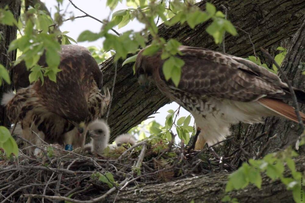 Governors Island Red-tailed Hawk Nest - Urban Hawks