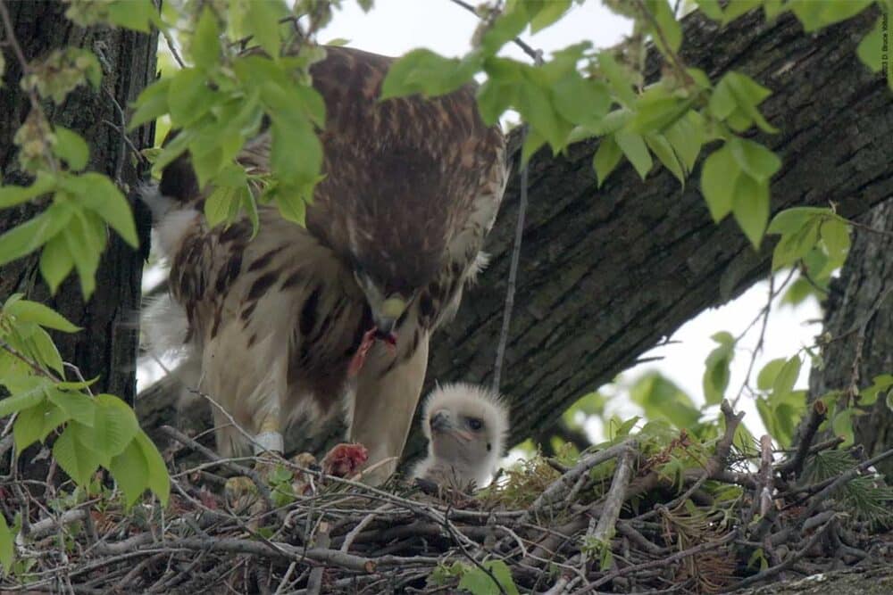 Governors Island Red-tailed Hawk Nest - Urban Hawks
